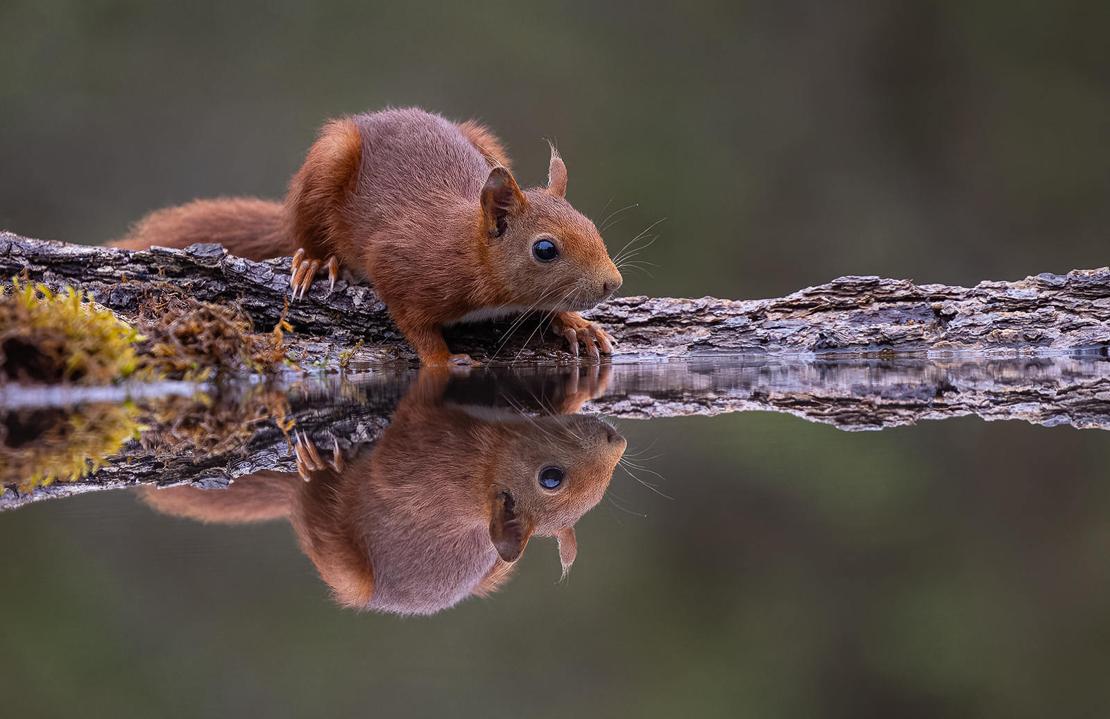 2025 “GLAM” Competition Results | Garstang Camera Club